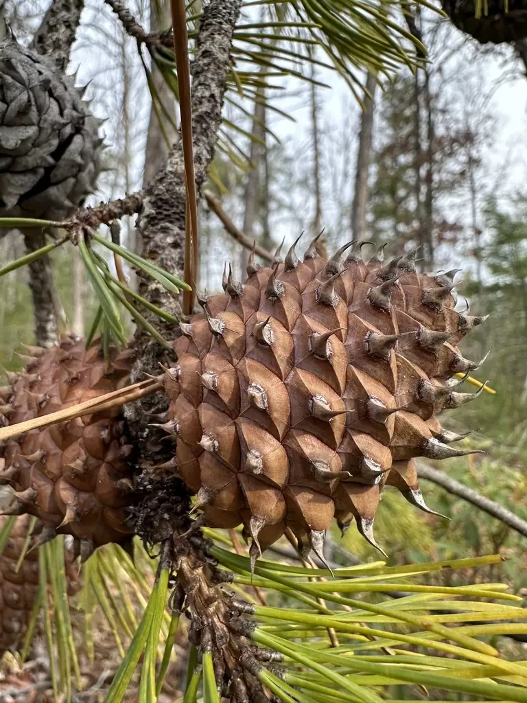 Pinus pungens - Common Bonsai,Conifer - Hickory Pine, Mountain Pine ...