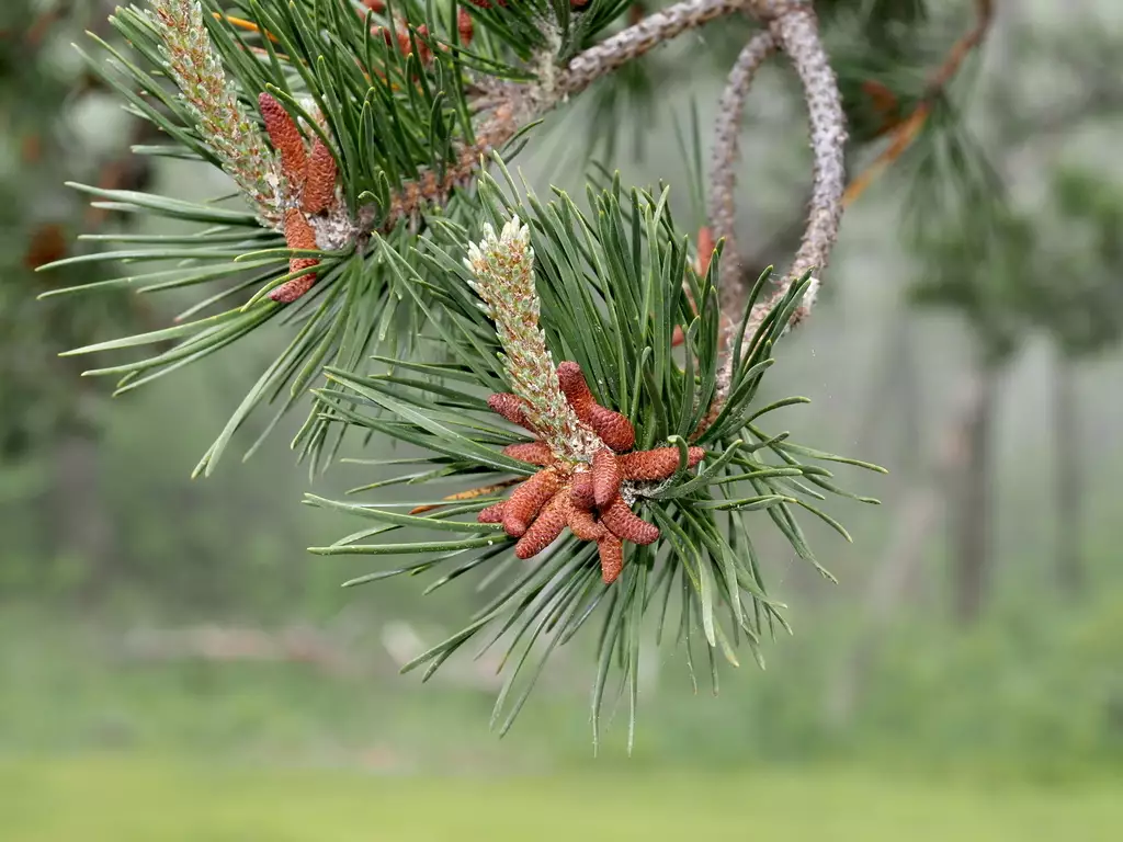 Pinus pungens - Common Bonsai,Conifer - Hickory Pine, Mountain Pine ...