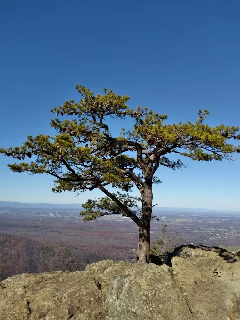 Pinus pungens - Common Bonsai,Conifer - Hickory Pine, Mountain Pine ...