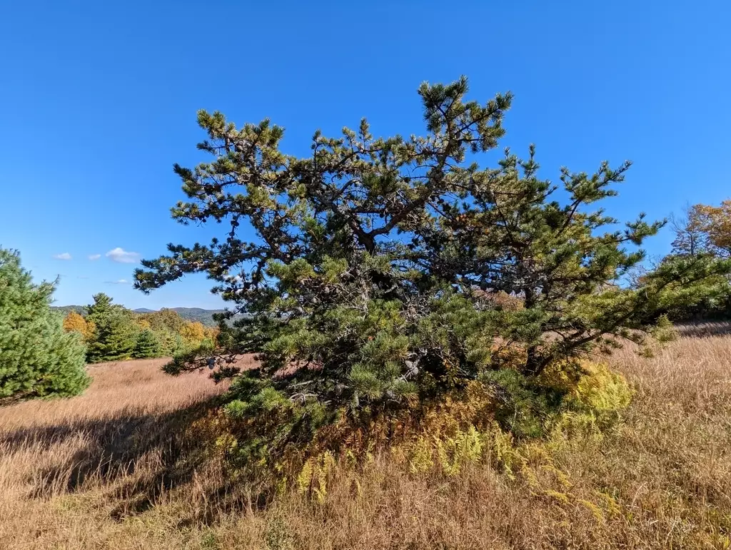 Pinus pungens - Common Bonsai,Conifer - Hickory Pine, Mountain Pine ...