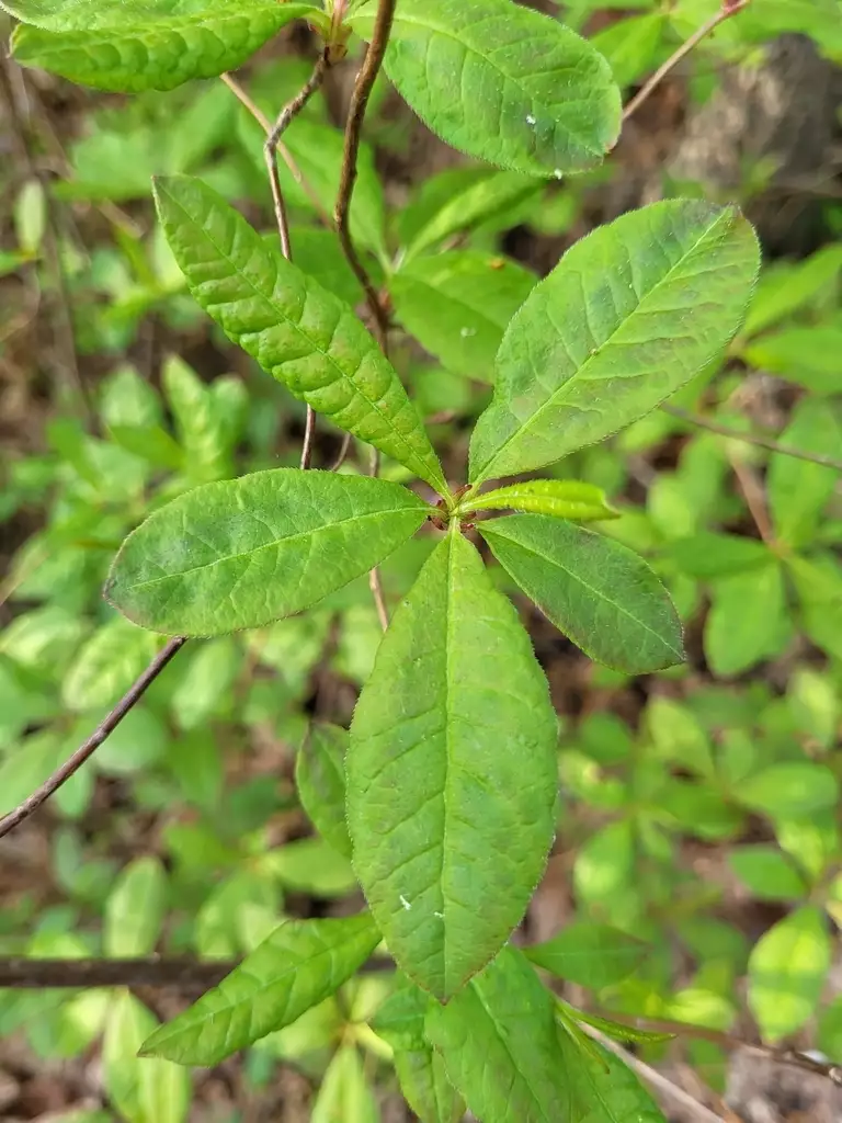 Rhododendron periclymenoides - Shrub - Pink Azalea, Pinxterbloom ...