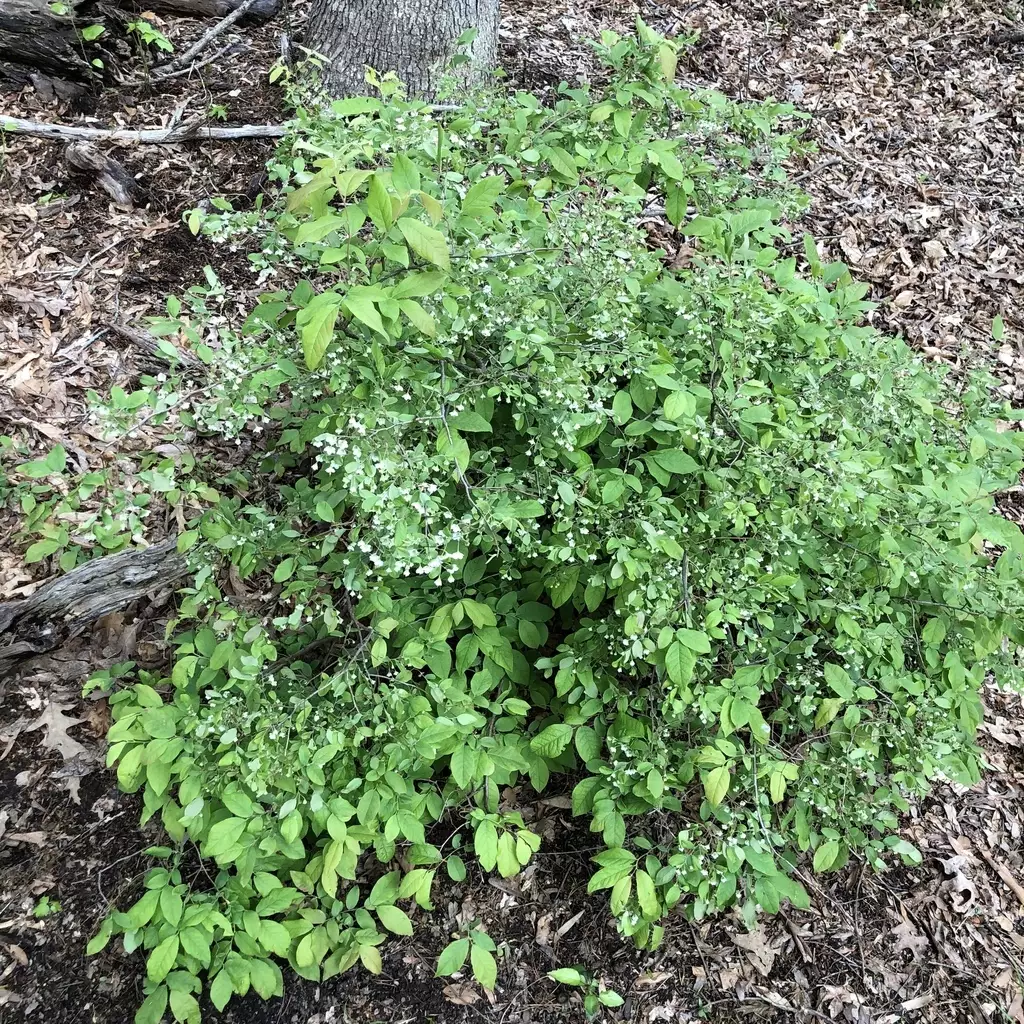 Vaccinium stamineum - Shrub - Deerberry, Highbush Huckleberry
