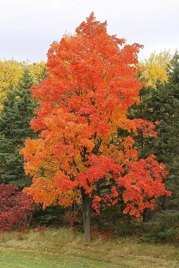 Acer saccharum Southern dewinged - Deciduous,Hardwood,Shade Tree ...