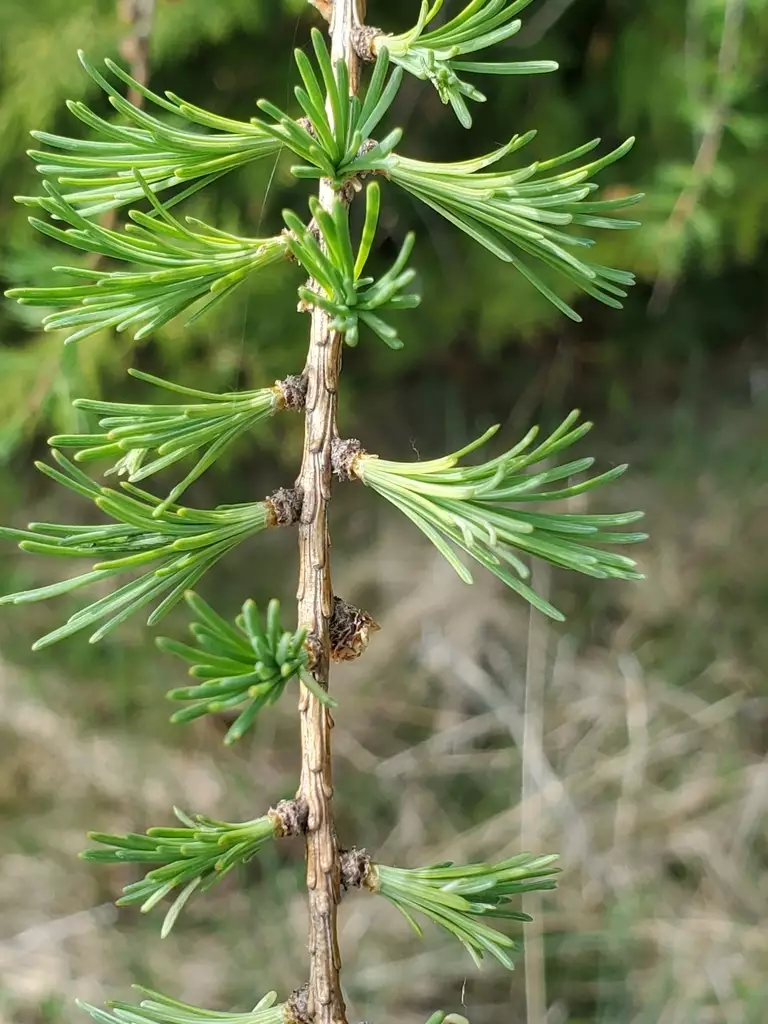 Larix laricina - Common Bonsai,Conifer - American Larch, Eastern Larch, Tamarack