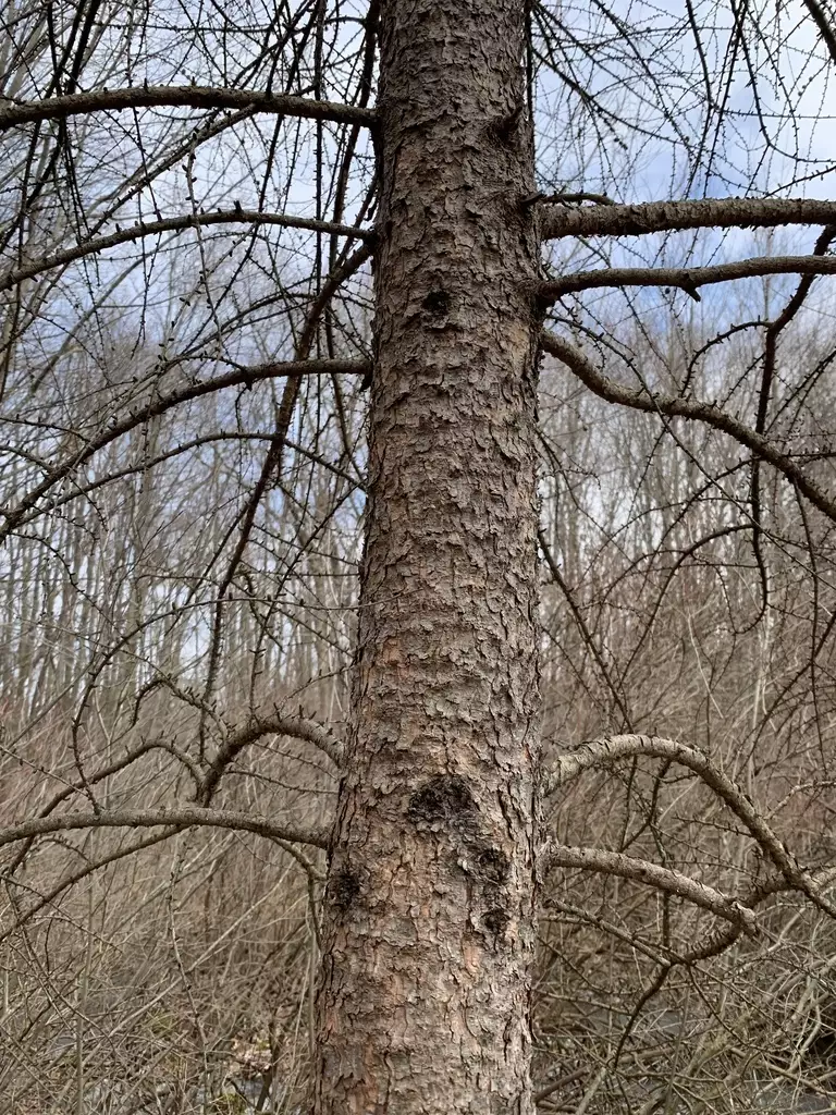 Larix laricina - Common Bonsai,Conifer - American Larch, Eastern Larch, Tamarack