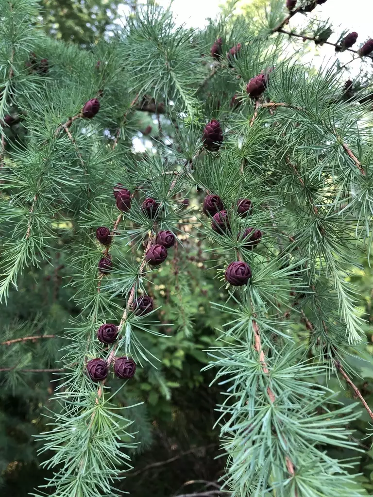 Larix laricina - Common Bonsai,Conifer - American Larch, Eastern Larch ...