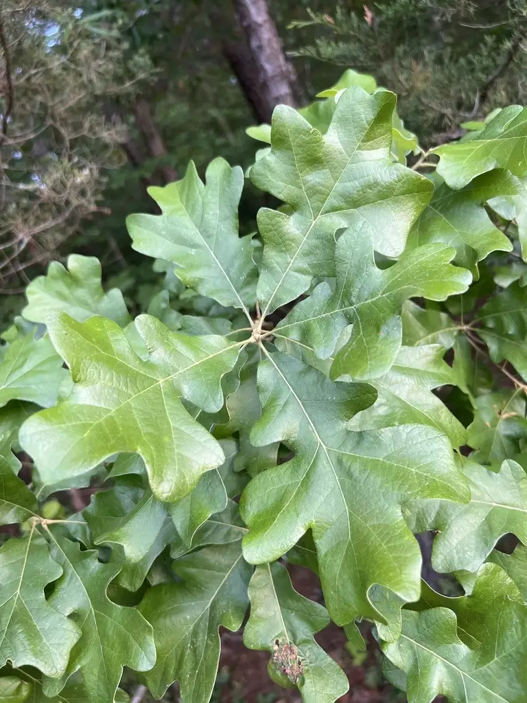 Quercus stellata - Hardwood - Post Oak