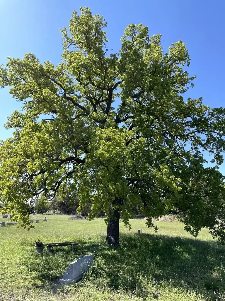 Quercus stellata - Hardwood - Post Oak