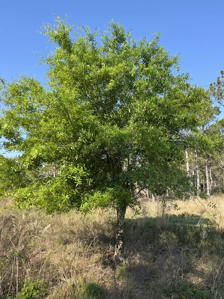 Quercus laurifolia - Deciduous,Hardwood,Shade Tree - Diamond Leaf Oak ...