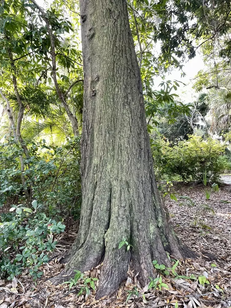 Quercus laurifolia - Deciduous,Hardwood,Shade Tree - Diamond Leaf Oak ...