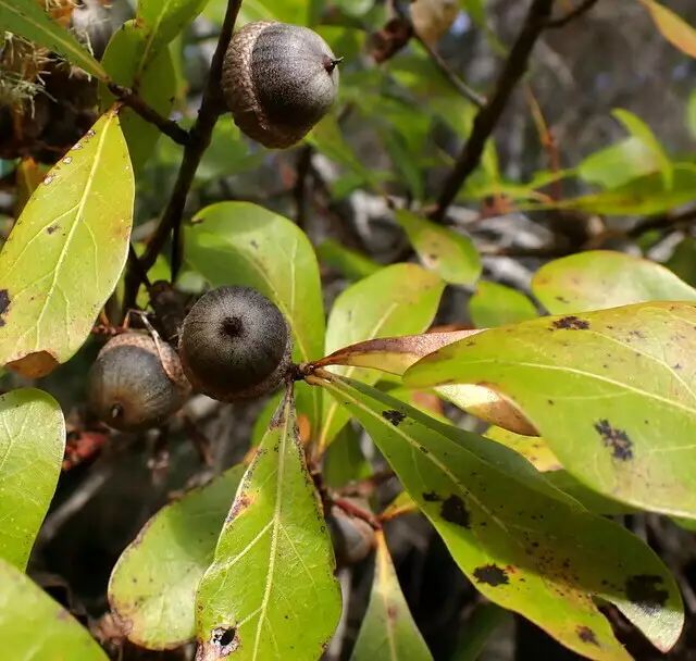 Quercus laurifolia - Deciduous,Hardwood,Shade Tree - Diamond Leaf Oak ...