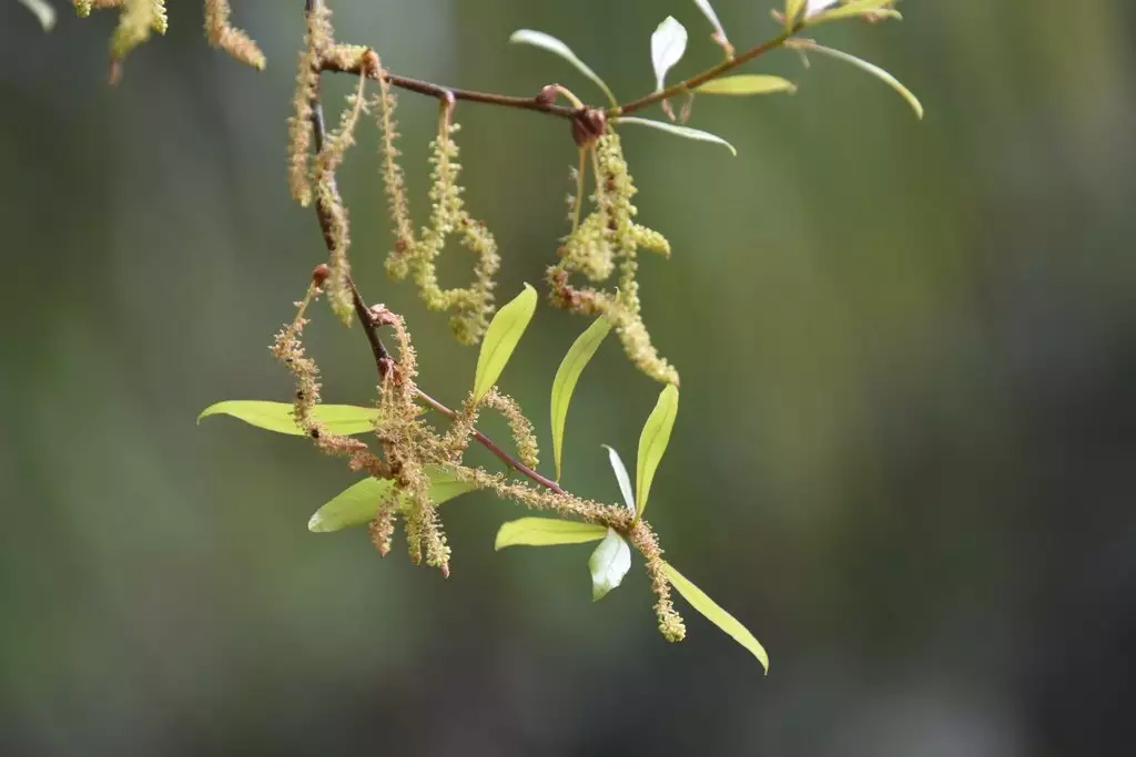 Quercus laurifolia - Deciduous,Hardwood,Shade Tree - Diamond Leaf Oak ...