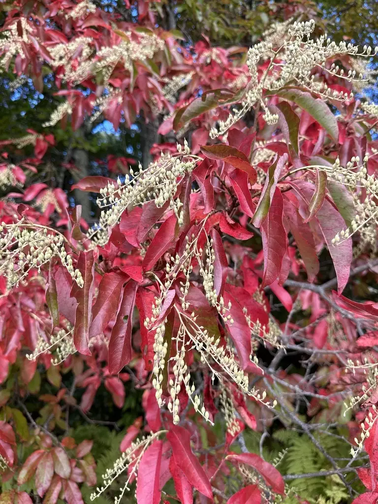 Oxydendrum arboreum - Flowering Tree - Lily Of The Valley Tree, Sorrel ...