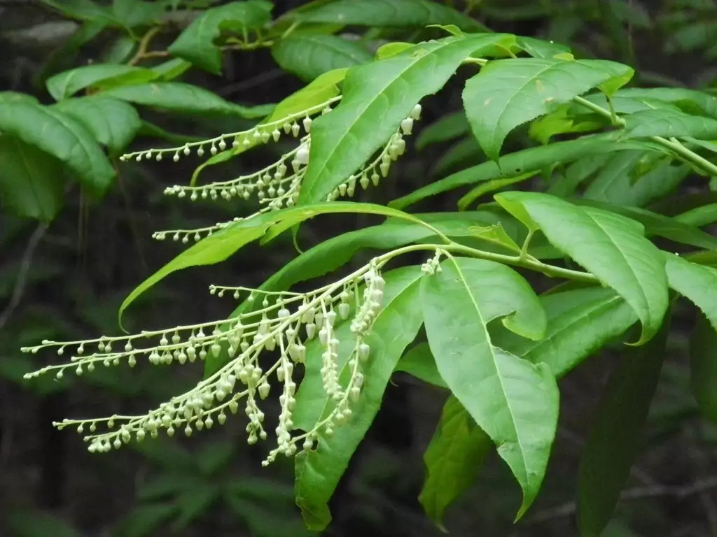 Oxydendrum arboreum - Flowering Tree - Lily Of The Valley Tree, Sorrel ...