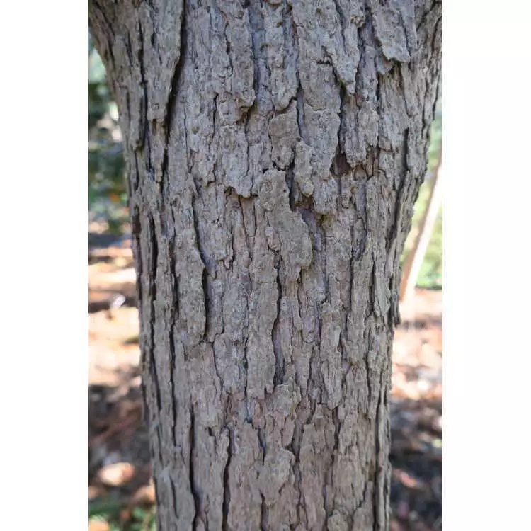 Fraxinus quadrangulata - Hardwood - Blue Ash