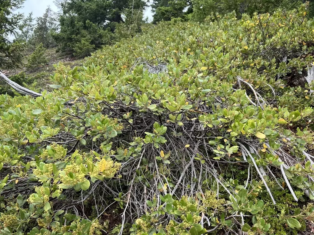 Ceanothus velutinus - Medicinal Herbs,Shrub - Buck Brush, Red Root ...