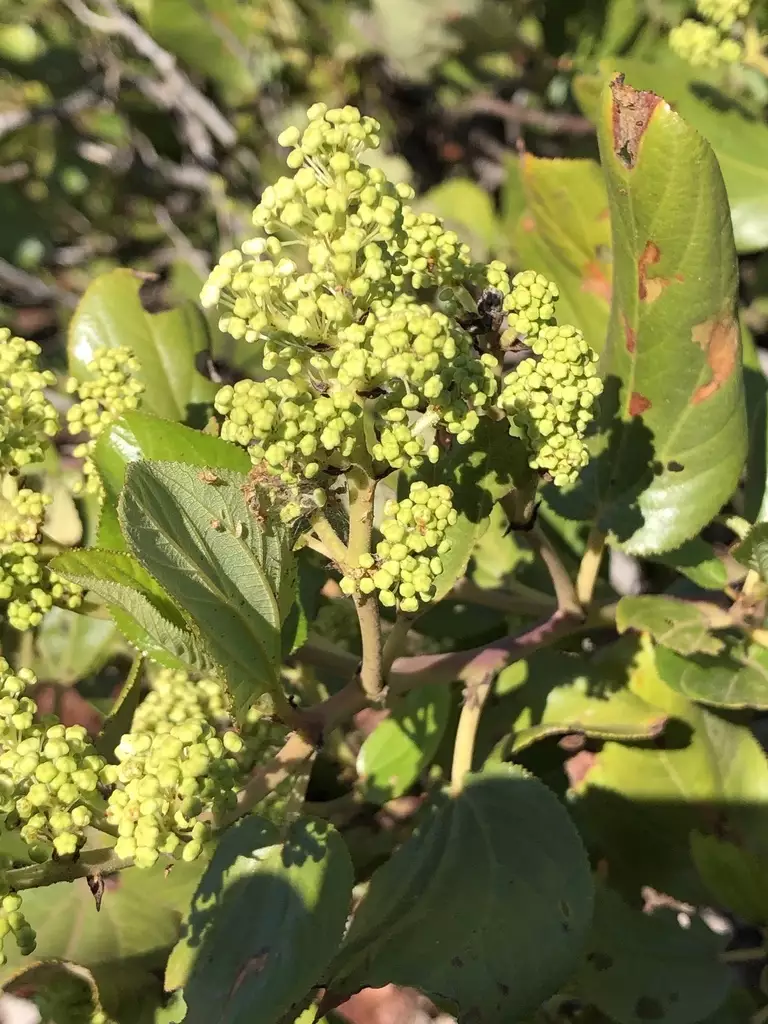 Ceanothus velutinus - Medicinal Herbs,Shrub - Buck Brush, Red Root ...