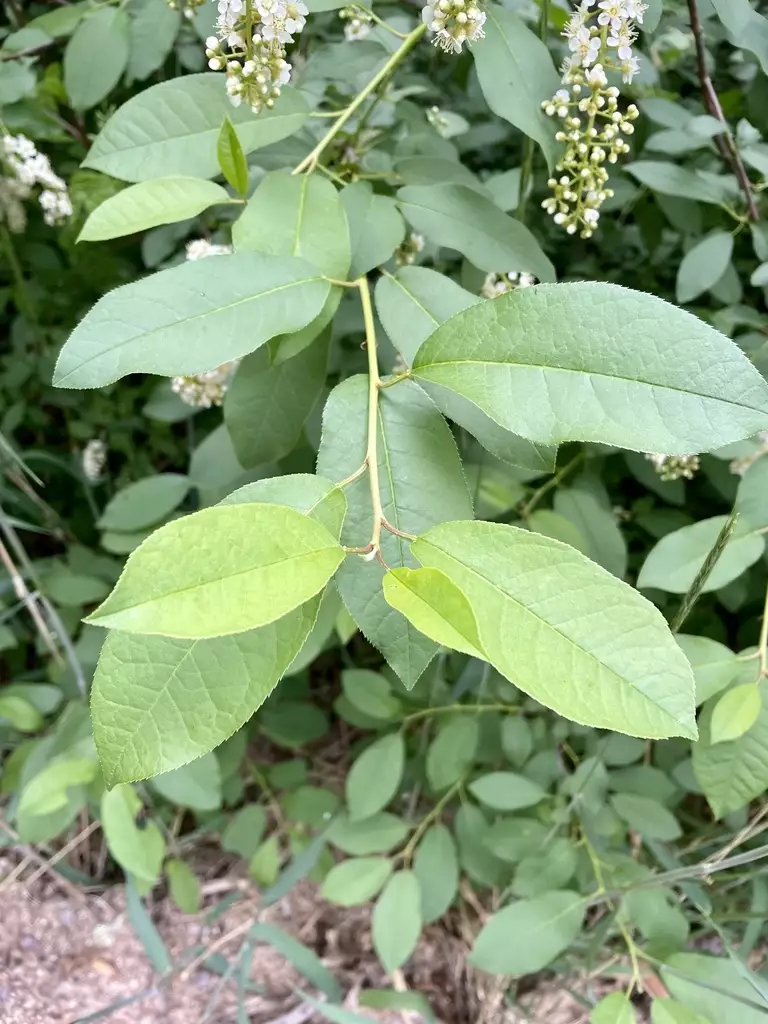 Prunus virginiana ssp. demissa - Shrub - Western Chokecherry