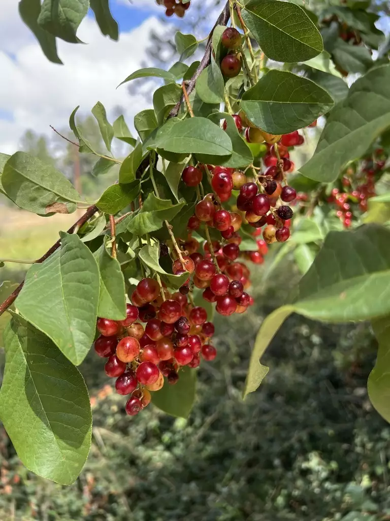 Prunus virginiana ssp. demissa - Shrub - Western Chokecherry