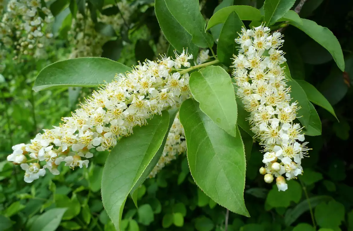 Prunus virginiana ssp. demissa - Shrub - Western Chokecherry
