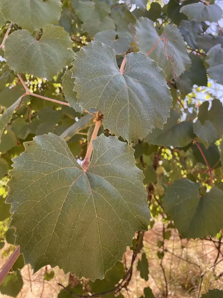 Vitis californica - Vine - California Wild Grape