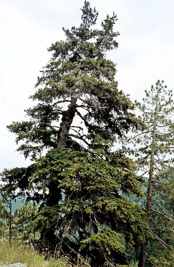 Abies nordmanniana ssp. equi-trojani - Common Bonsai,Conifer - Trojan Fir
