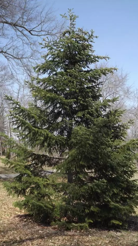 Abies nordmanniana ssp. equi-trojani - Common Bonsai,Conifer - Trojan Fir