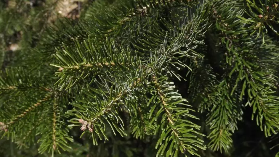 Abies nordmanniana ssp. equi-trojani - Common Bonsai,Conifer - Trojan Fir