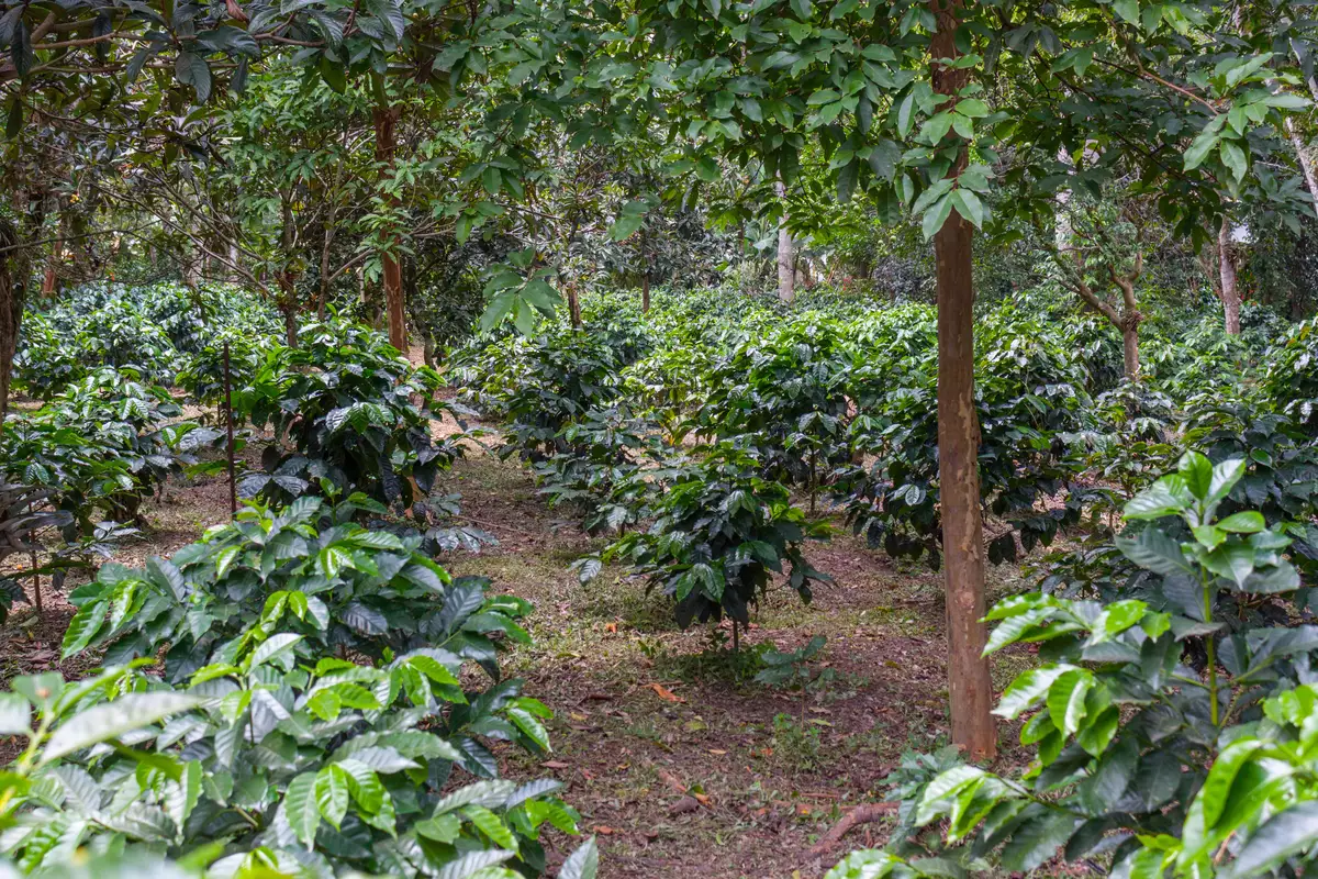 Coffea arabica - Fruit & Vegetable,Fruits,Shrub - Arabian Coffee ...