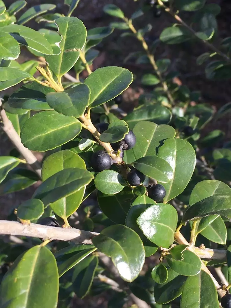 Ilex crenata - Common Bonsai,Shrub - Box-Leaved Holly, Japanese Holly