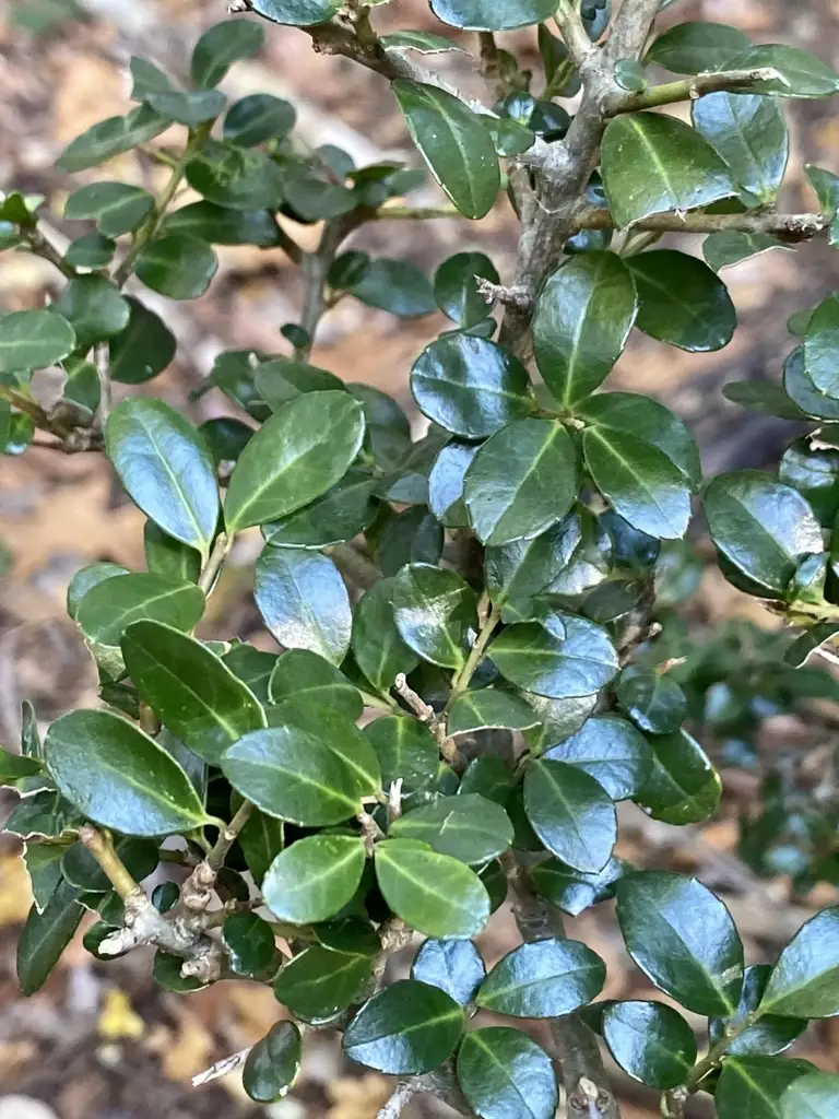 Ilex crenata - Common Bonsai,Shrub - Box-Leaved Holly, Japanese Holly