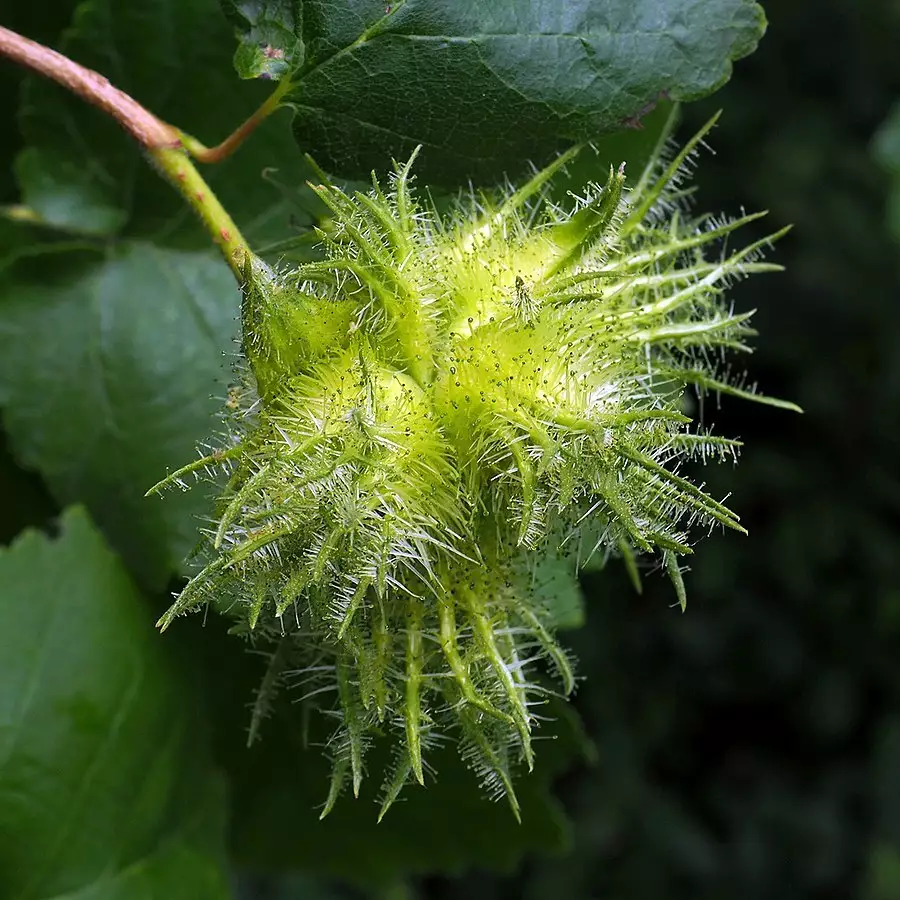 Corylus colurna - Deciduous - Turkish Filbert, Turkish Hazelnut