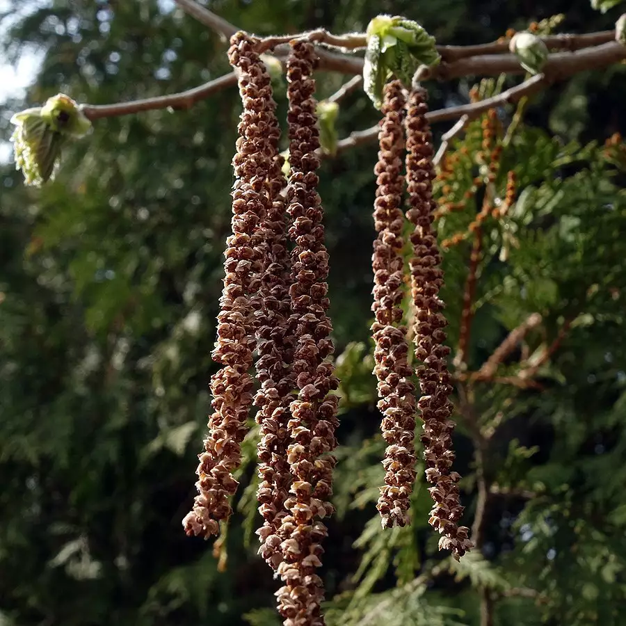 Corylus colurna - Deciduous - Turkish Filbert, Turkish Hazelnut