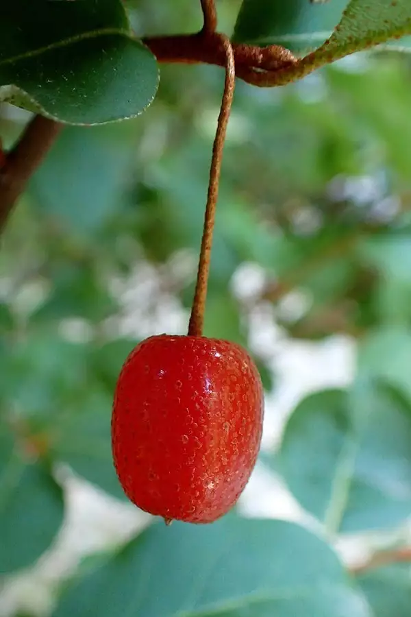 Elaeagnus multiflora - Medicinal Herbs,Shrub - Cherry Elaeagnus, Cherry ...