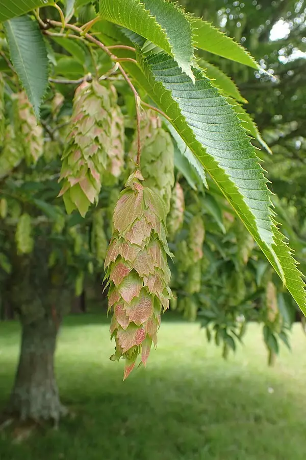 Carpinus japonica - Common Bonsai,Shrub - Japanese Hornbeam