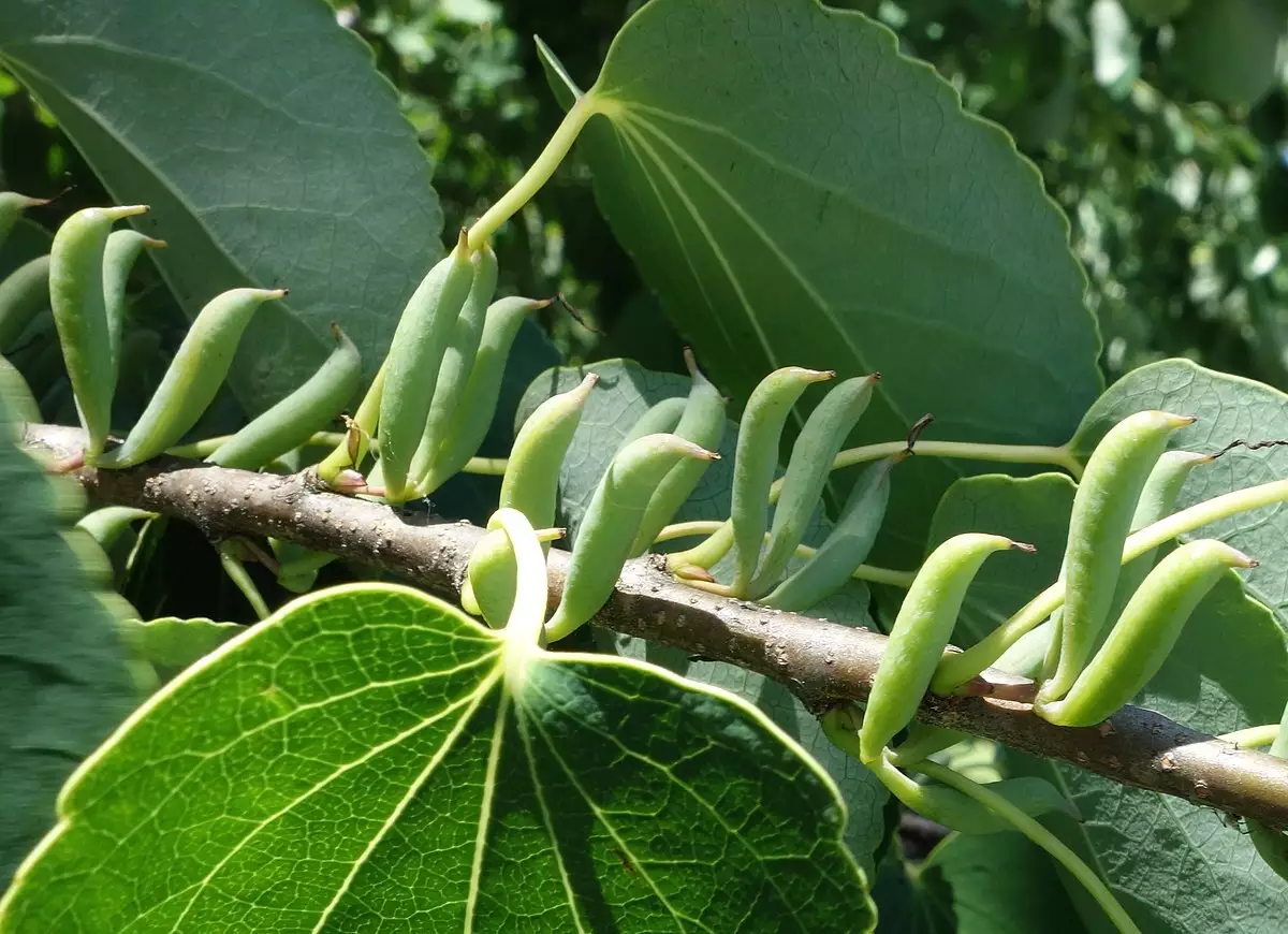 Cercidiphyllum japonicum - Deciduous - Japanese Judas Tree, Katsura Tree