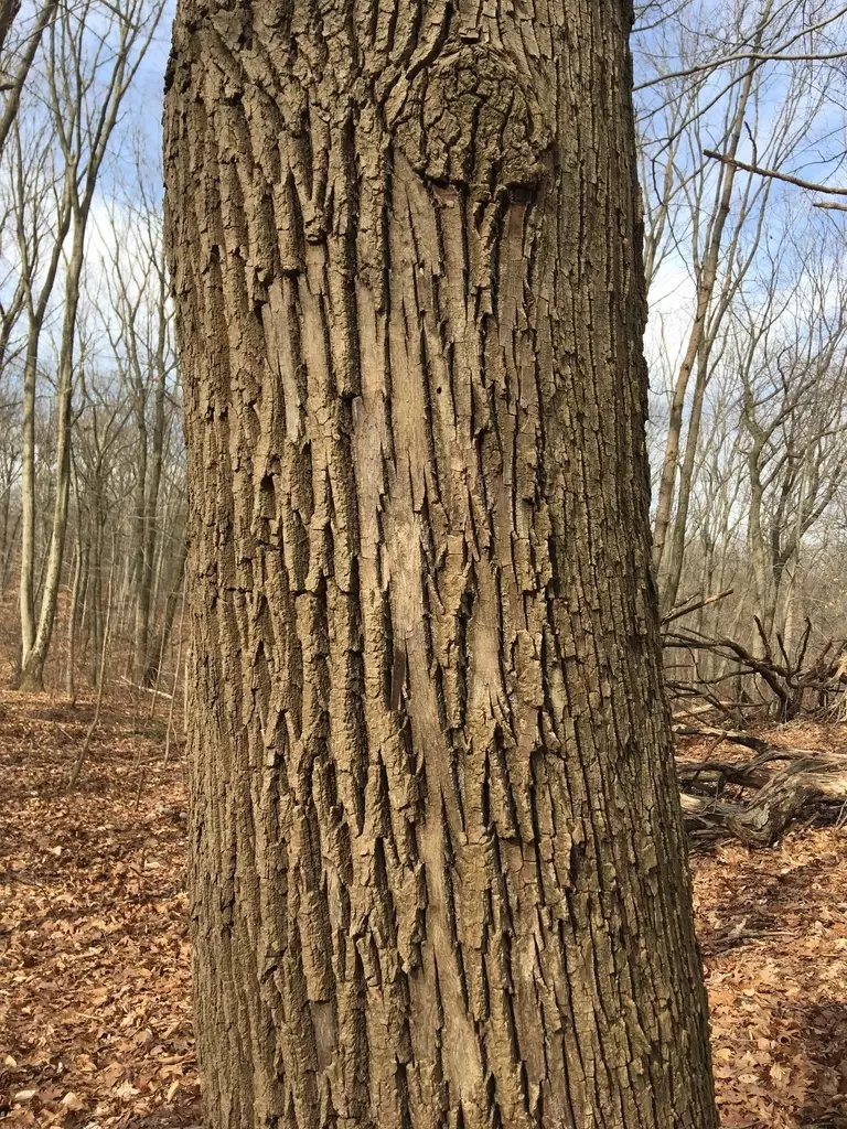Fraxinus americana - Deciduous,Hardwood,Shade Tree - American Ash ...