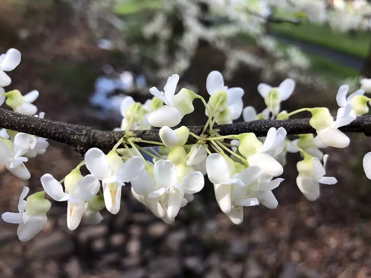 Cercis canadensis var. Alba - Flowering Tree - White Eastern Redbud ...