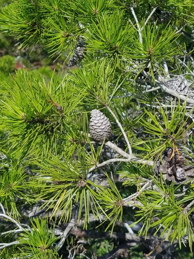 Sand Pine (Pinus clausa) - Level Up Garden