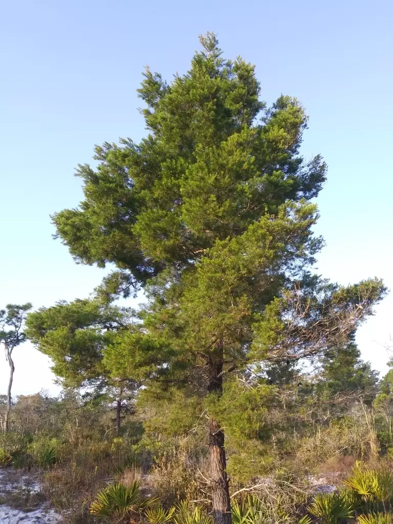 Pinus clausa Choctawhatchee - Conifer - Choctawhatchee Sand Pine, Sand Pine