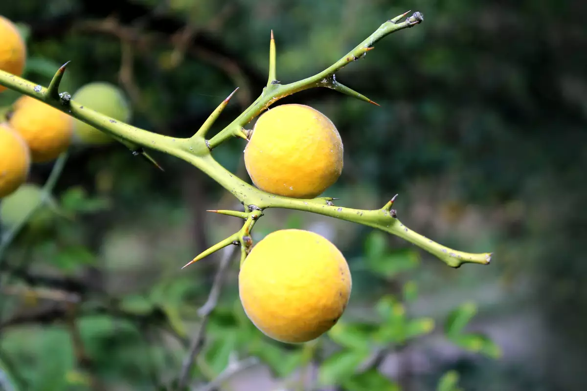 Poncirus trifoliata - Common Bonsai,Flowering Tree - Hardy Orange ...