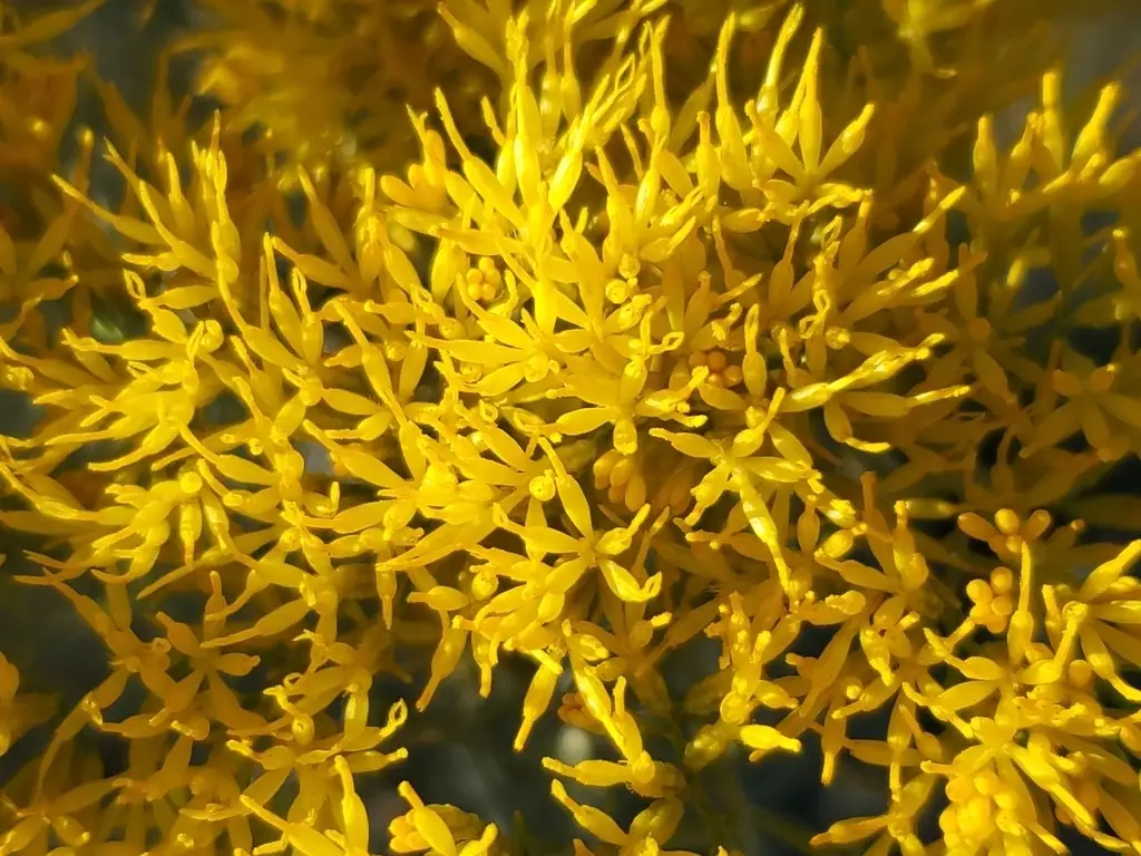 Chrysothamnus nauseosus - Shrub - Rubber Rabbitbrush
