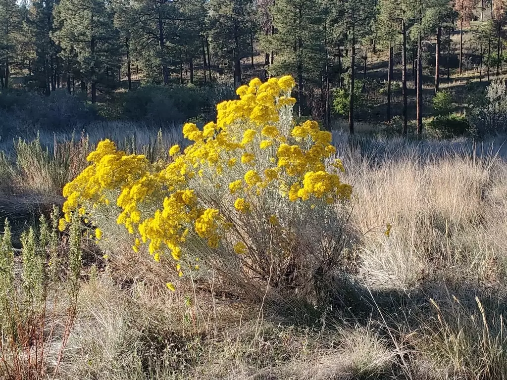 Chrysothamnus nauseosus - Shrub - Rubber Rabbitbrush