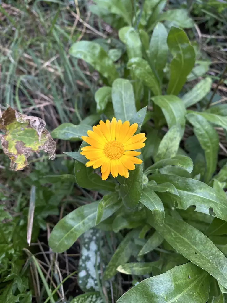 Calendula officinalis - Annual,Herbaceous Plants,Medicinal Herbs ...