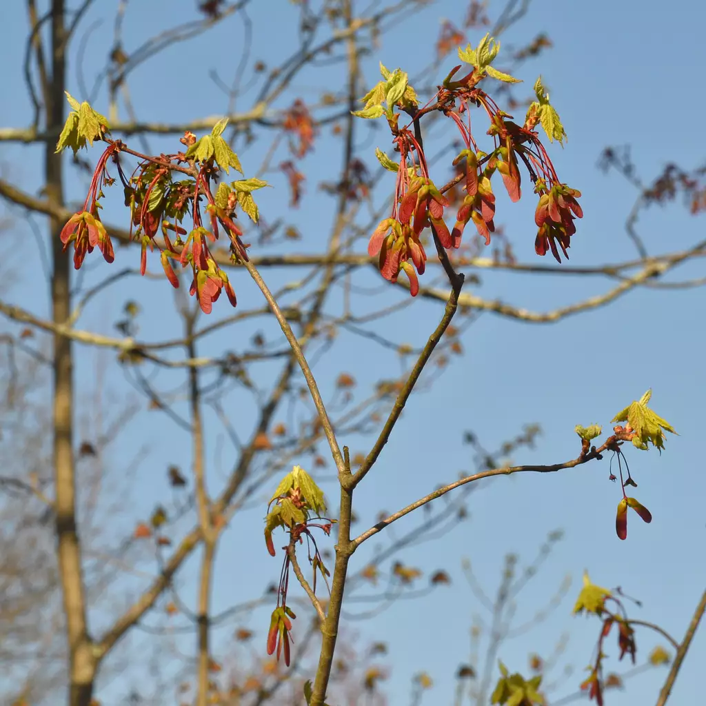 Acer rubrum Northern dewinged - Common Bonsai,Hardwood,Medicinal Herbs ...