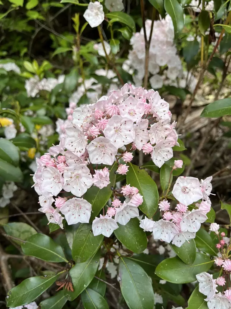 Kalmia latifolia - Shrub - Mountain Laurel, Spoonwood