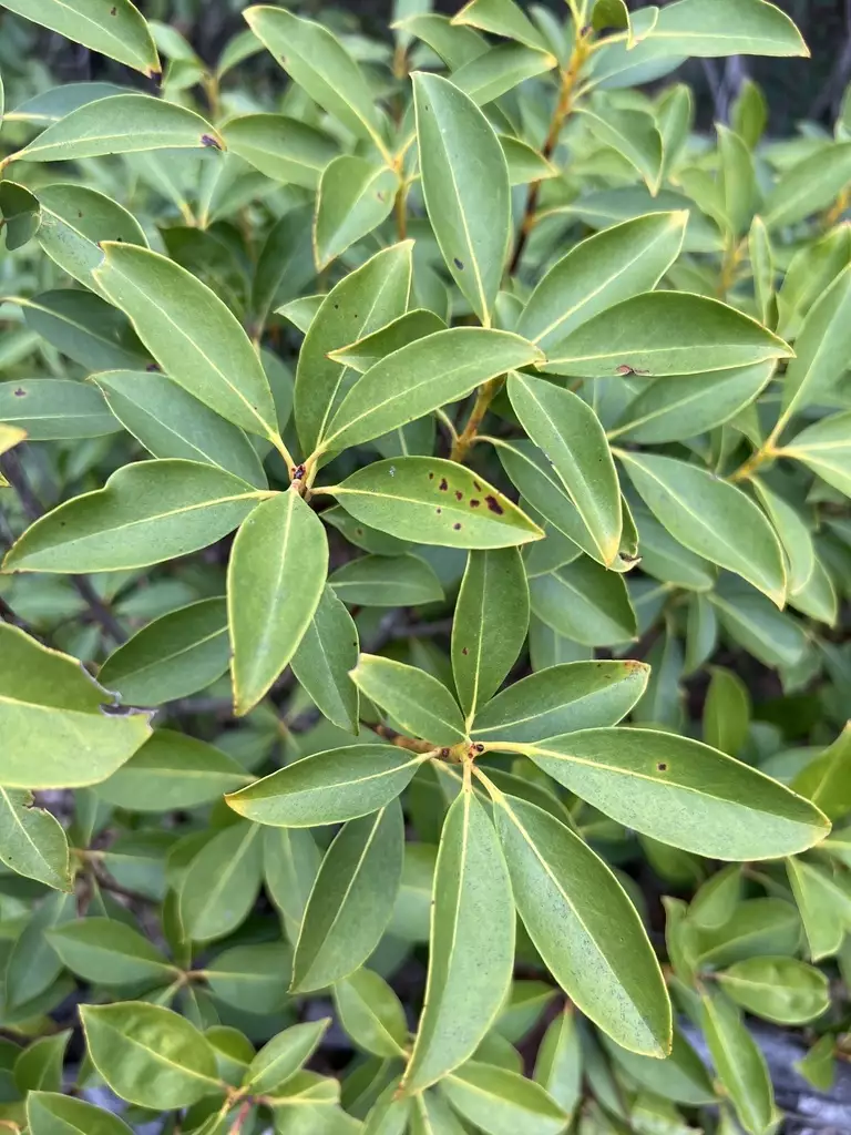 Kalmia latifolia - Shrub - Mountain Laurel, Spoonwood