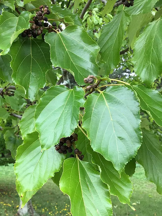 Hovenia dulcis - Deciduous - Japanese Raisin Tree, Oriental Raisin Tree