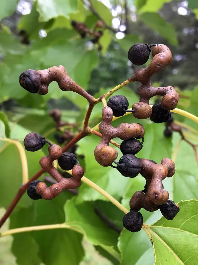 Hovenia dulcis - Deciduous - Japanese Raisin Tree, Oriental Raisin Tree