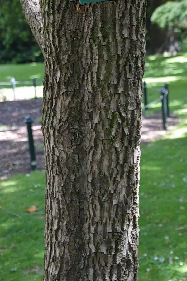 Hovenia dulcis - Deciduous - Japanese Raisin Tree, Oriental Raisin Tree